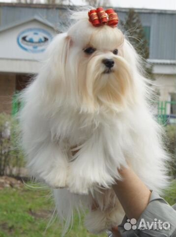 Белый принц