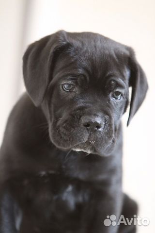 Мальчики и девочки Корсо