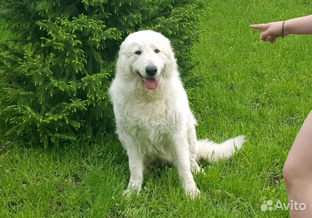 Щенки белоснежной овчарки маремма