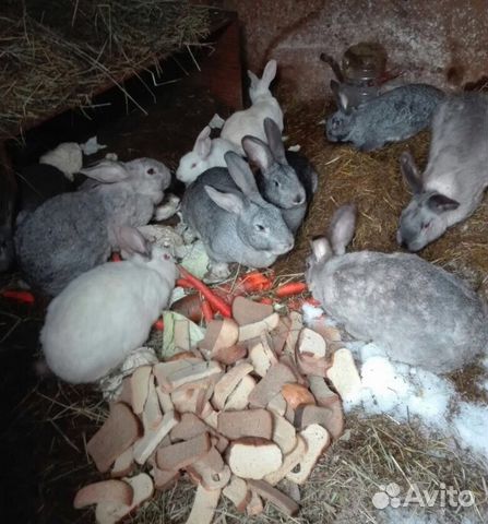 Продаются крольчата 1-3 месяца