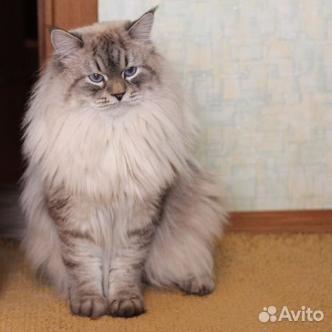 Котик приглашает на вязку