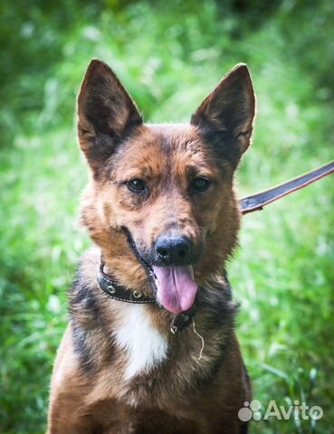 Собака Матильда