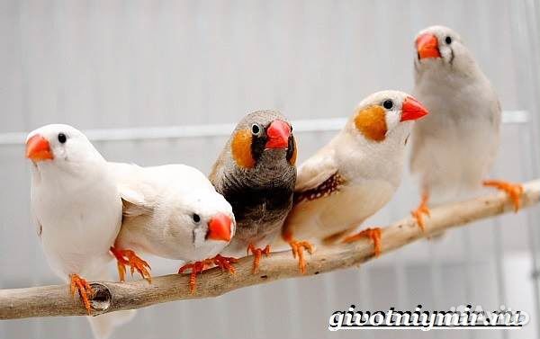 Зебровые амадины