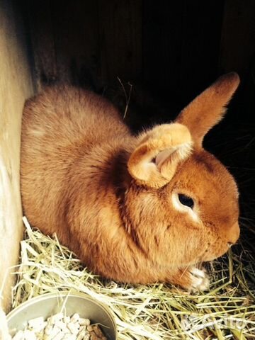 Новозеландский красный