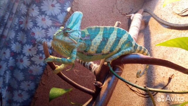 Красавец Йеменец