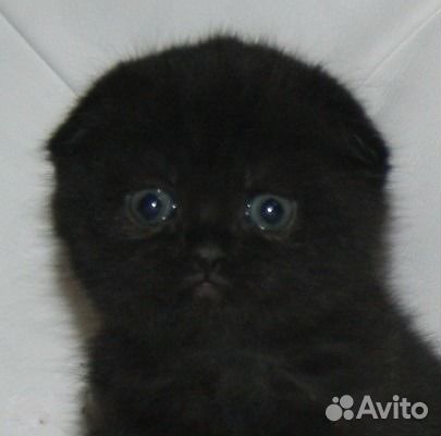 Кошка вислоухая черного окраса
