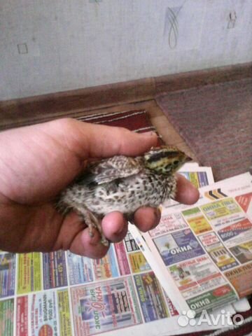 Перепелята. Яйца инкубационные