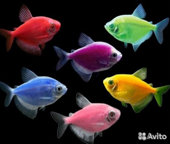 Тетра Glofish. Светящиеся рыбки