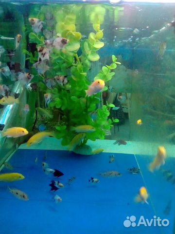 Аквариумные рыбки