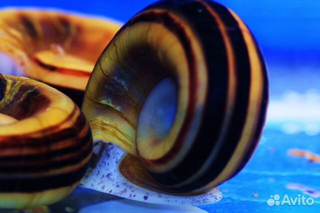 Продам взрослых улиток Мариза