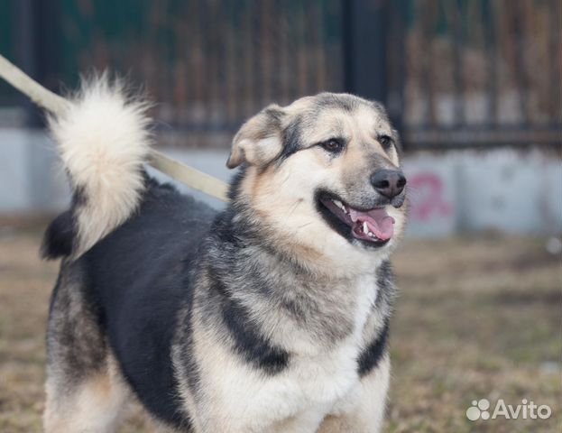 Супер Хлоя ищет любящую семью