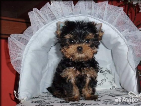 Красавчик мини йорики