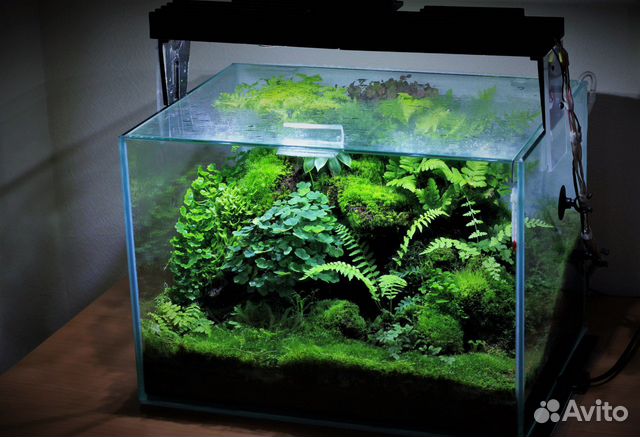 Растения для Палюдариума