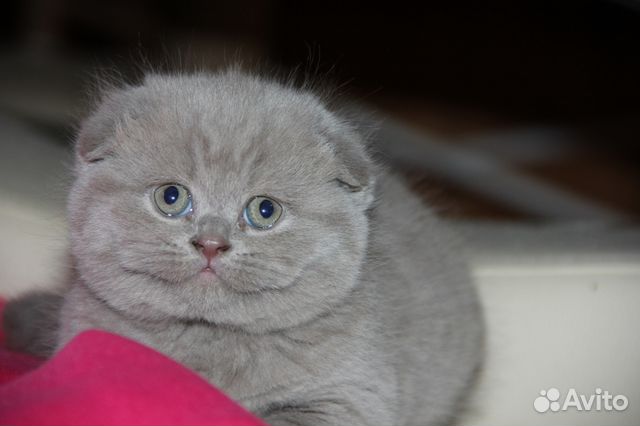 Котенок лиловый вислоухий