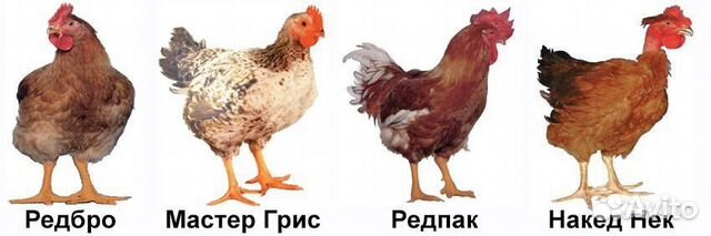 Яйцо инкубационное цветных бройлерных кур