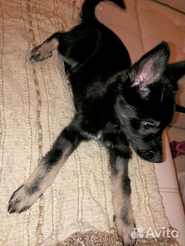 Классная девочка в дар