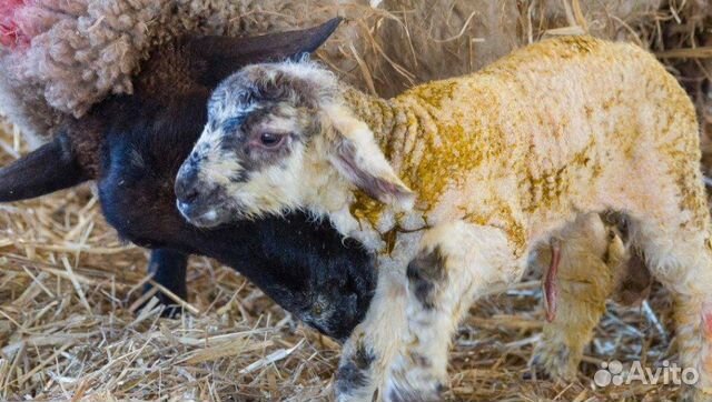 Продаются бараны, овцы, мясо баранина