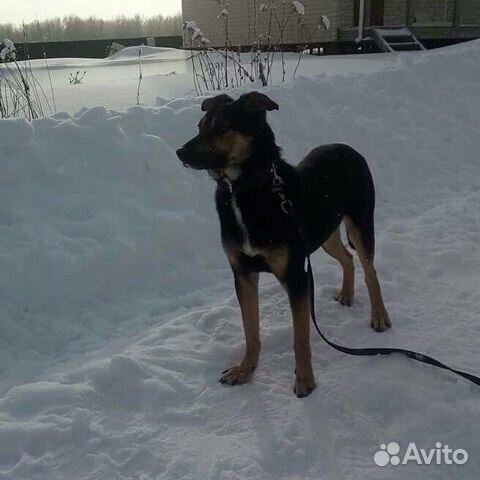 Молодой пес Джек