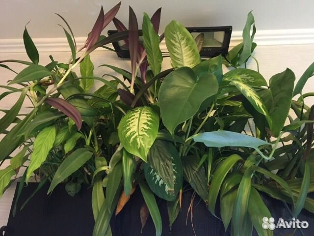 Растения для фитофильтра