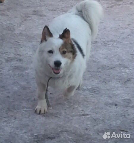 В добрые ручки