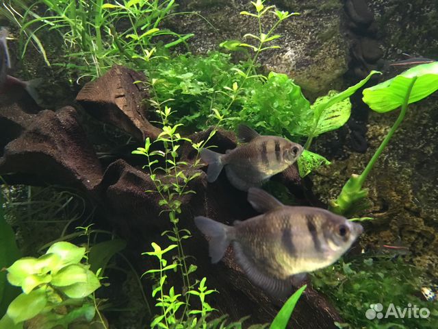 Аквариумные рыбки Тернеция