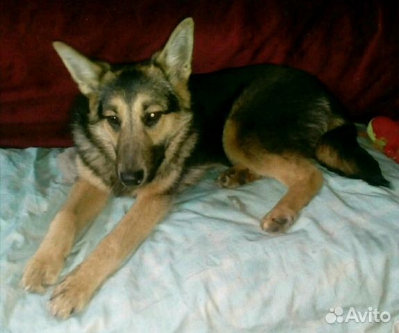 Великолепный щенок в добрые руки