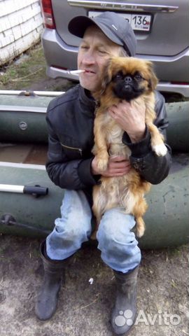 Кобель для вязки 3 года