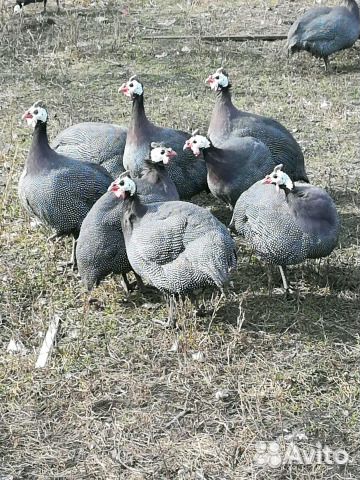 Яйцо цесарки