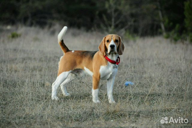 Племенной кобель. Бигль