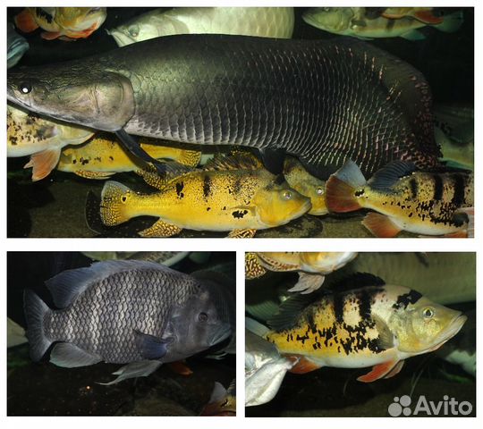 Аквариумные рыбы для выставок