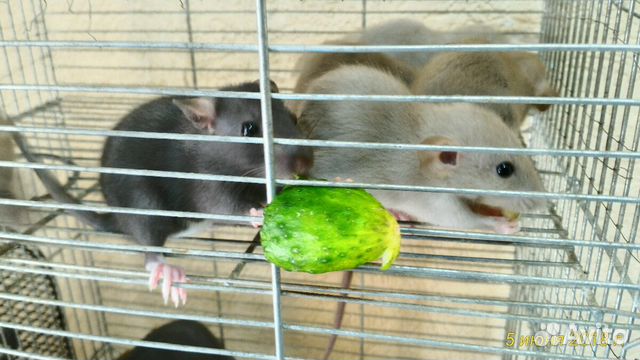 Продам ушастеньких крысят