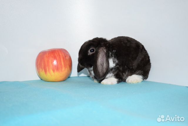 Декоративный кролик рексобаран. Питомник. Доставка