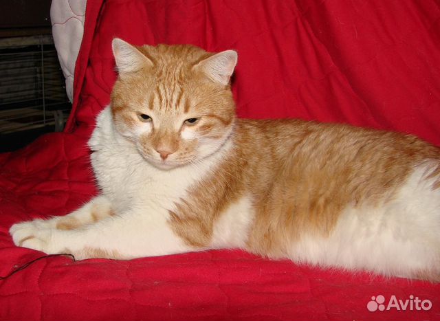 Рыжик Пишо - особенный кот - трёхлапик