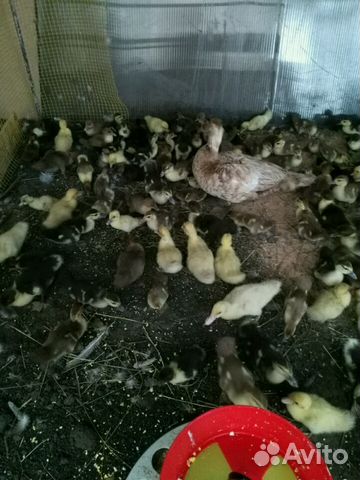 Индоутята, Гуси Линда