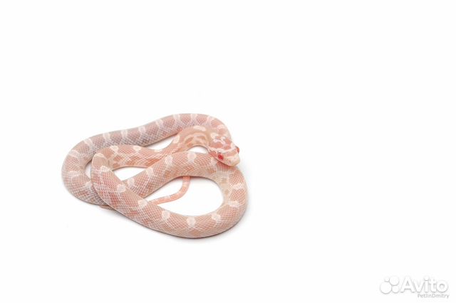 Маисовый полоз