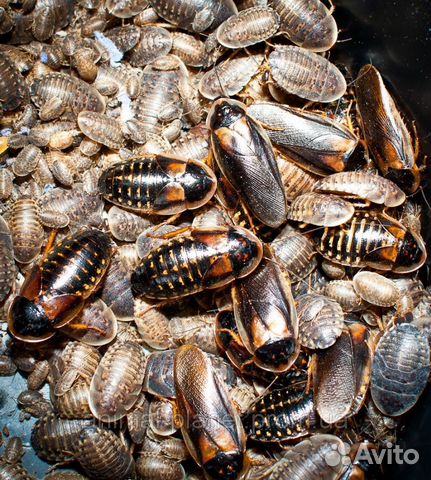 Тараканы, мучник