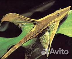 Стурисома панамская