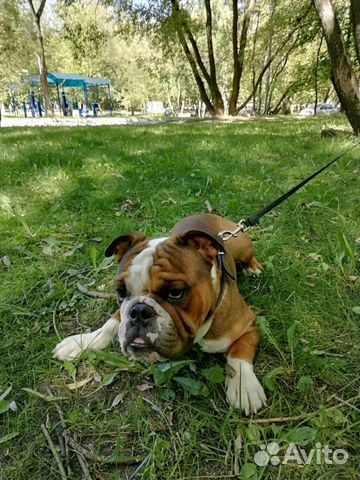 Кобель на вязку
