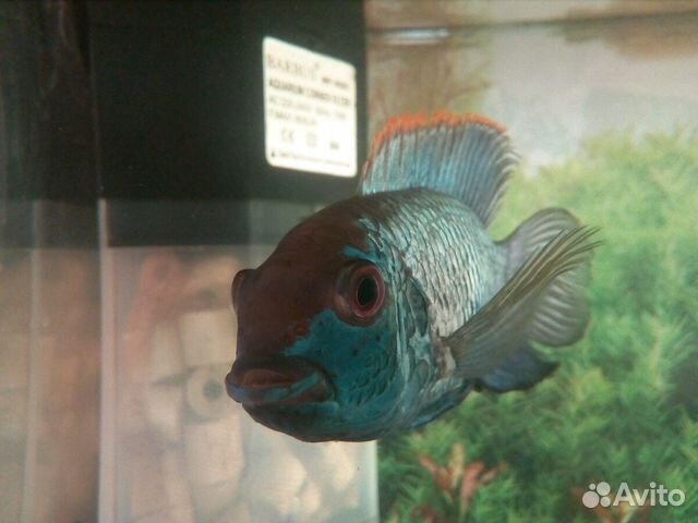 Рыбка наннакара неон блю