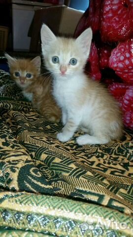 Рыжий котенок 1.5 мес мальчик и девочка