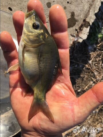 Продажа малька карпа, амура