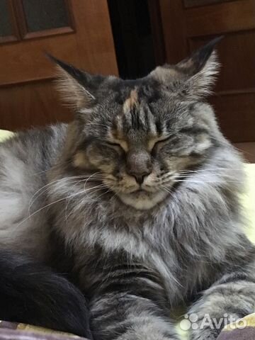 Вязка Мейн-кун