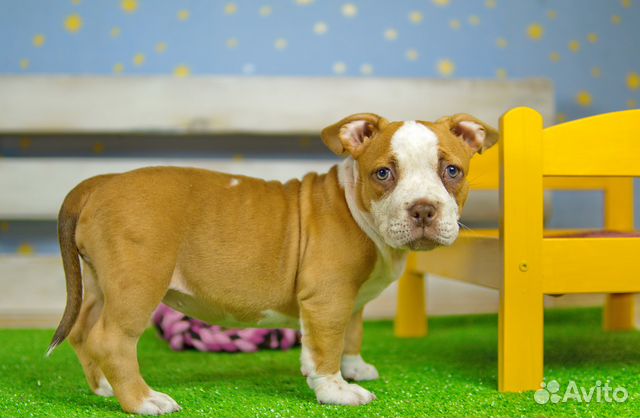 Американский Булли, девочка 2 месяца