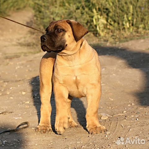 Щенки южноафриканского бурбуля