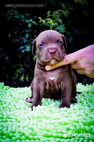 Шоколадные питбули