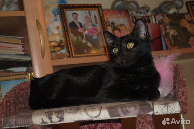 Котенок Базилио, 4 мес
