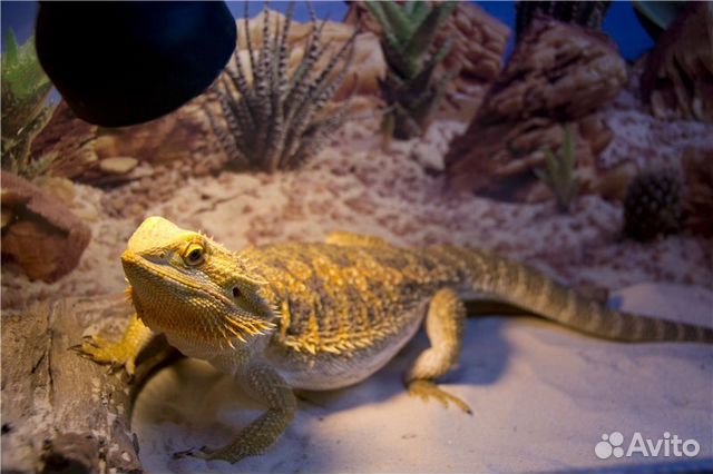 Бородатая Агама (самец)