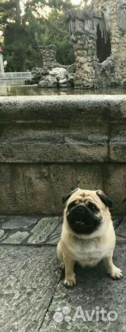 Вязка мопса