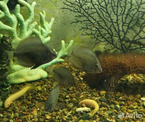 Аквариумая рыба - уара чернопятнистый. Подростки