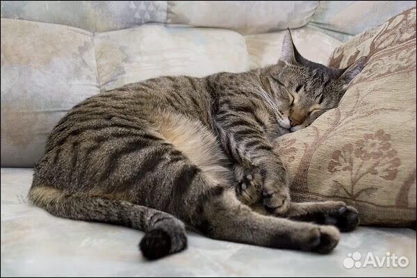 Котики в дар